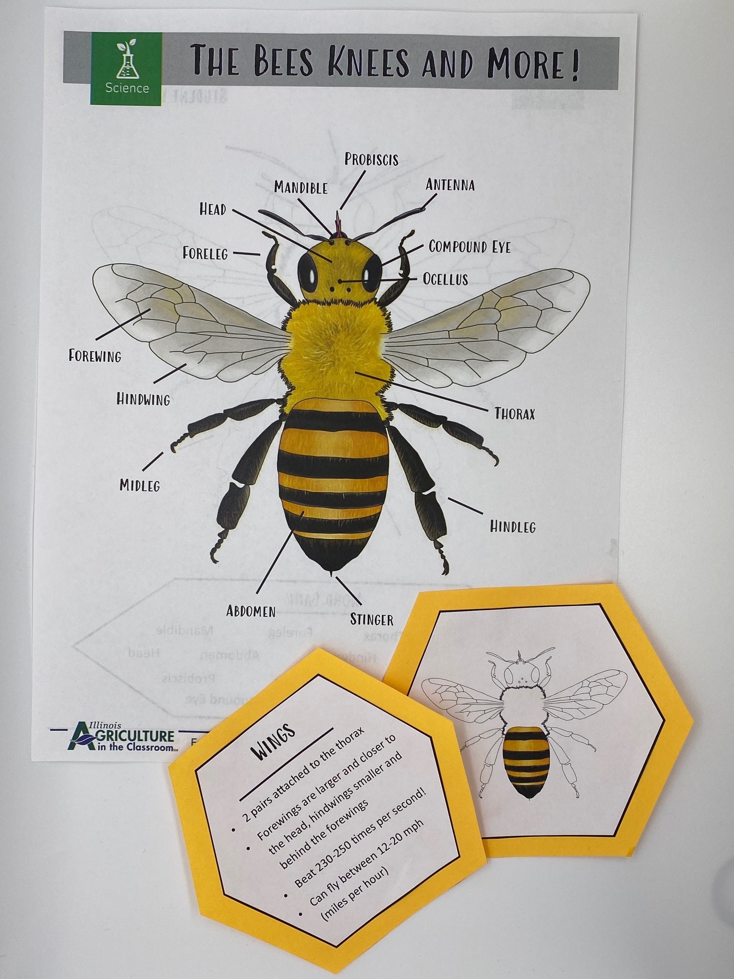 IAITC Pollinator Lesson